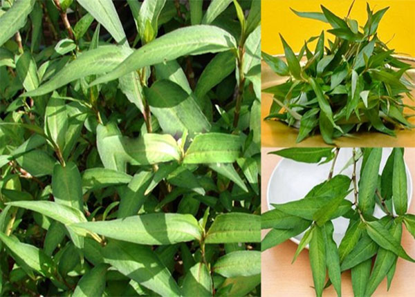 Những lưu ý quan trọng khi sử dụng Rau răm