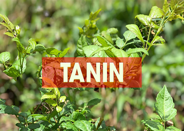 Tác động của Tanin đến sức khỏe con người và cách sử dụng an toàn